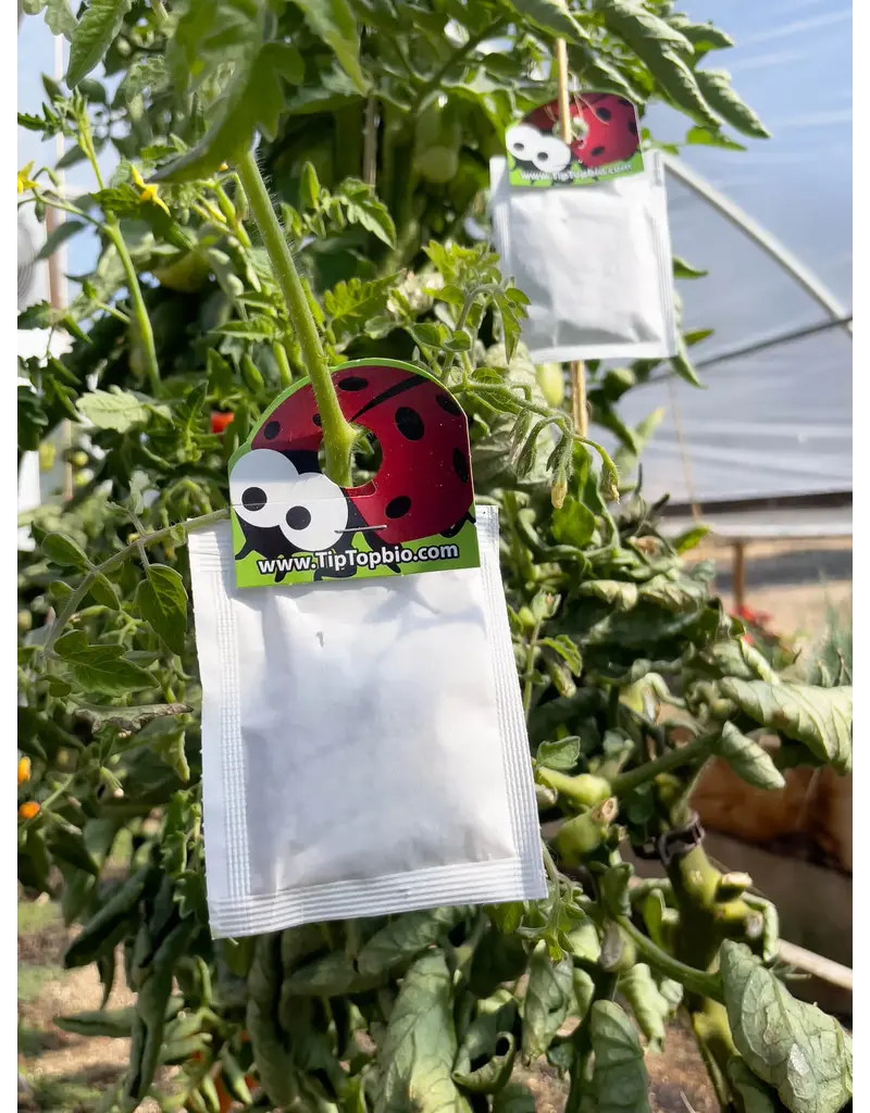 Amblyseius cucumeris - Thrip and Spider Mite Control - RASA Garden ...