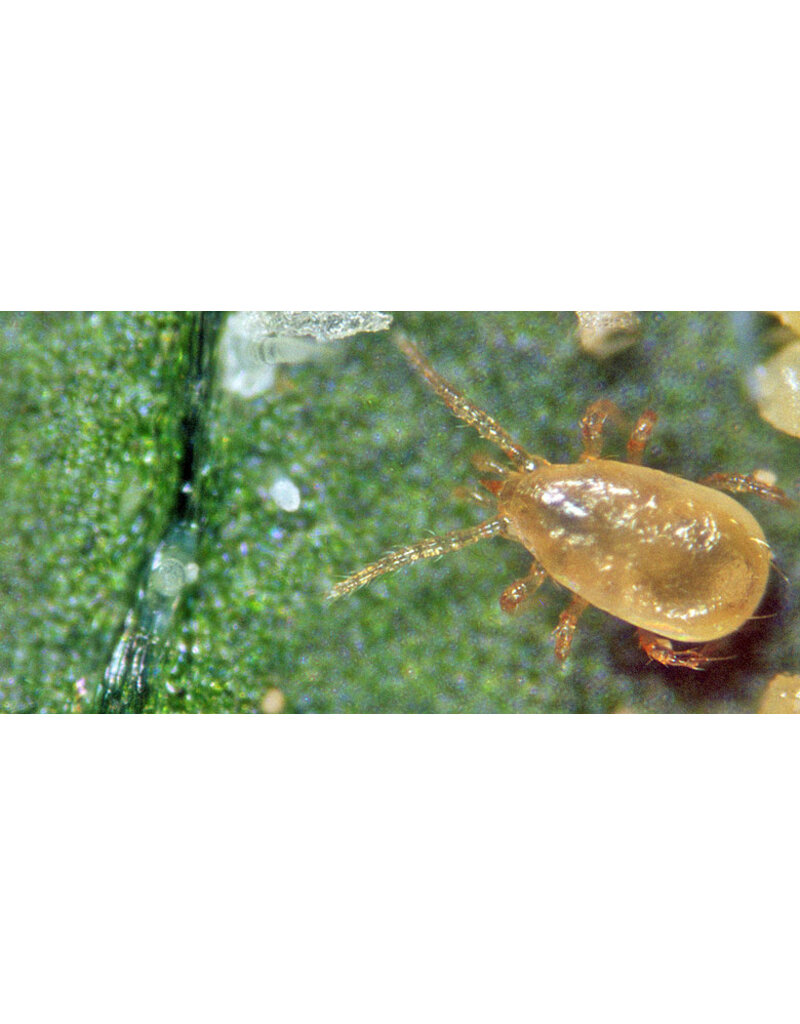 Amblyseius cucumeris - Thrip and Spider Mite Control - RASA Garden ...