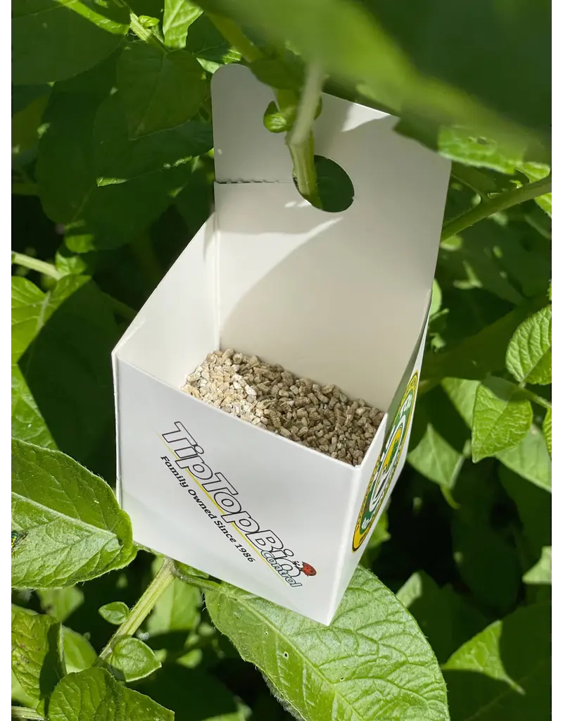 Neoseiulus fallacis - Spider Mite Control in Cooler Climates - RASA ...