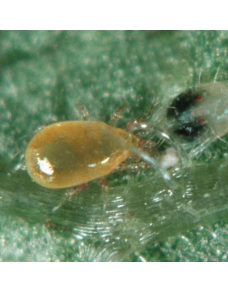 Neoseiulus fallacis - Spider Mite Control in Cooler Climates - RASA ...