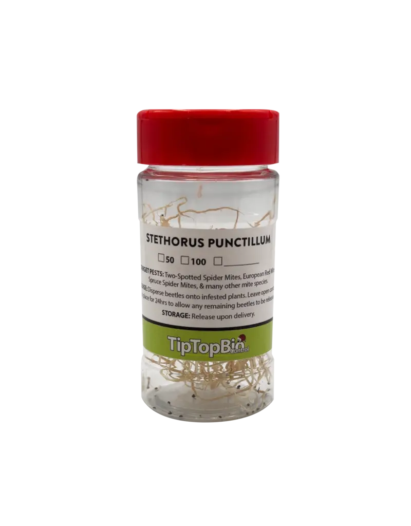 Stethorus punctillum - Spider Mite Control - RASA Garden Supply Company