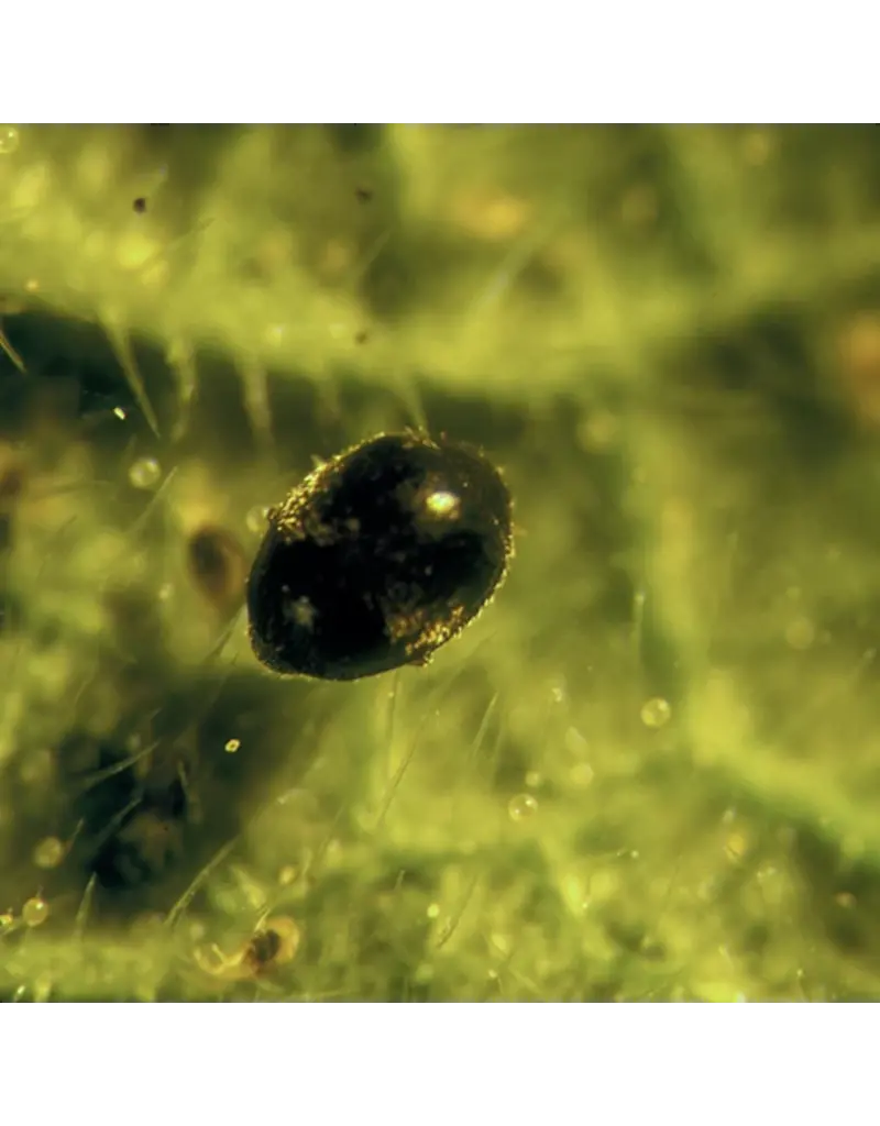 Stethorus punctillum - Spider Mite Control - RASA Garden Supply Company