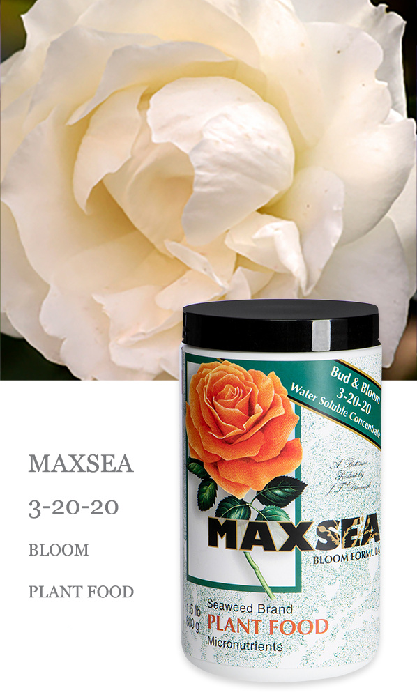 Maxsea Bloom - RASA Garden Supply Company