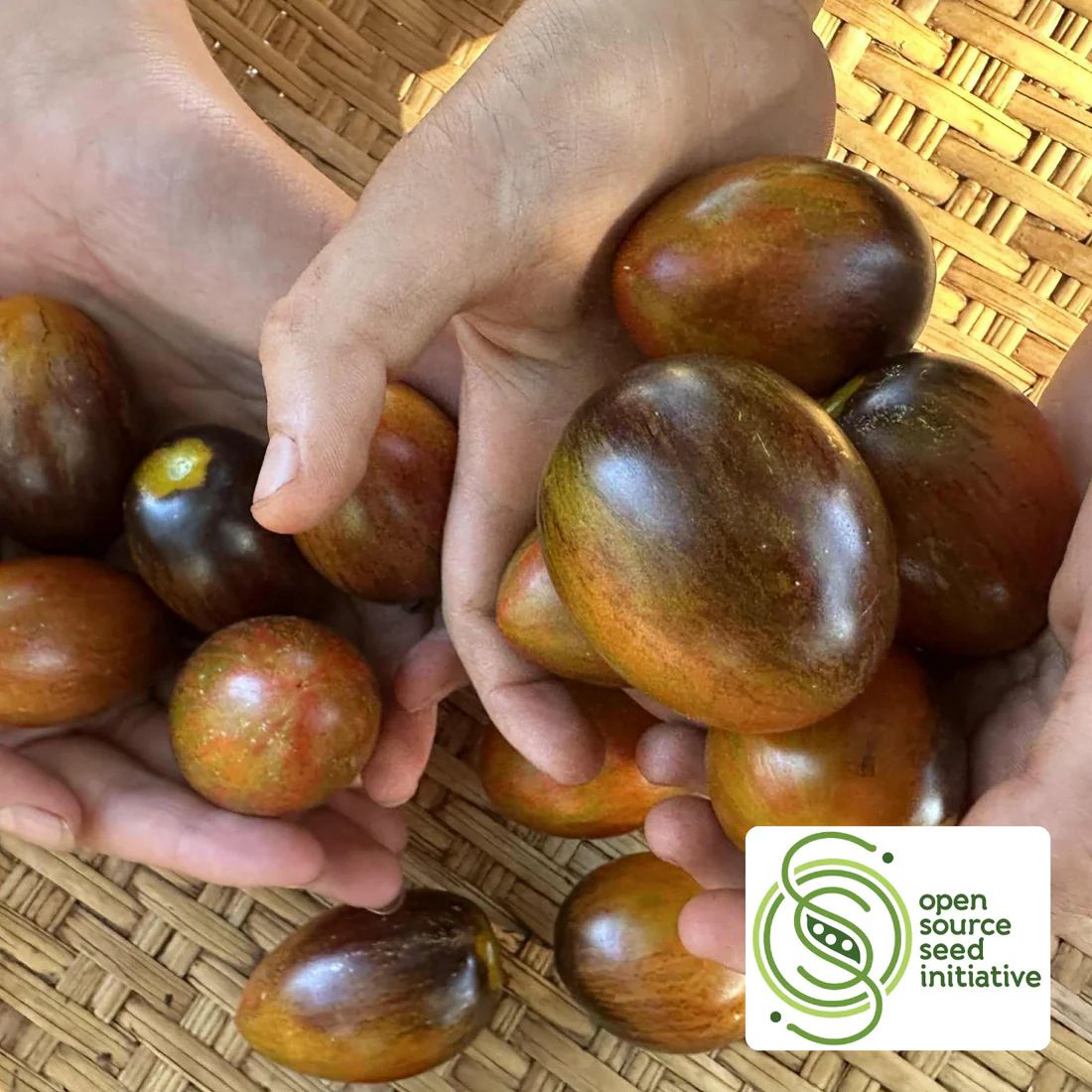 Tomato - Magic Bullet - RASA Garden Supply Company