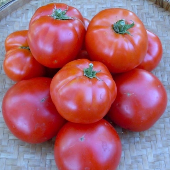 Tomato - Siletz Determinate - RASA Garden Supply Company