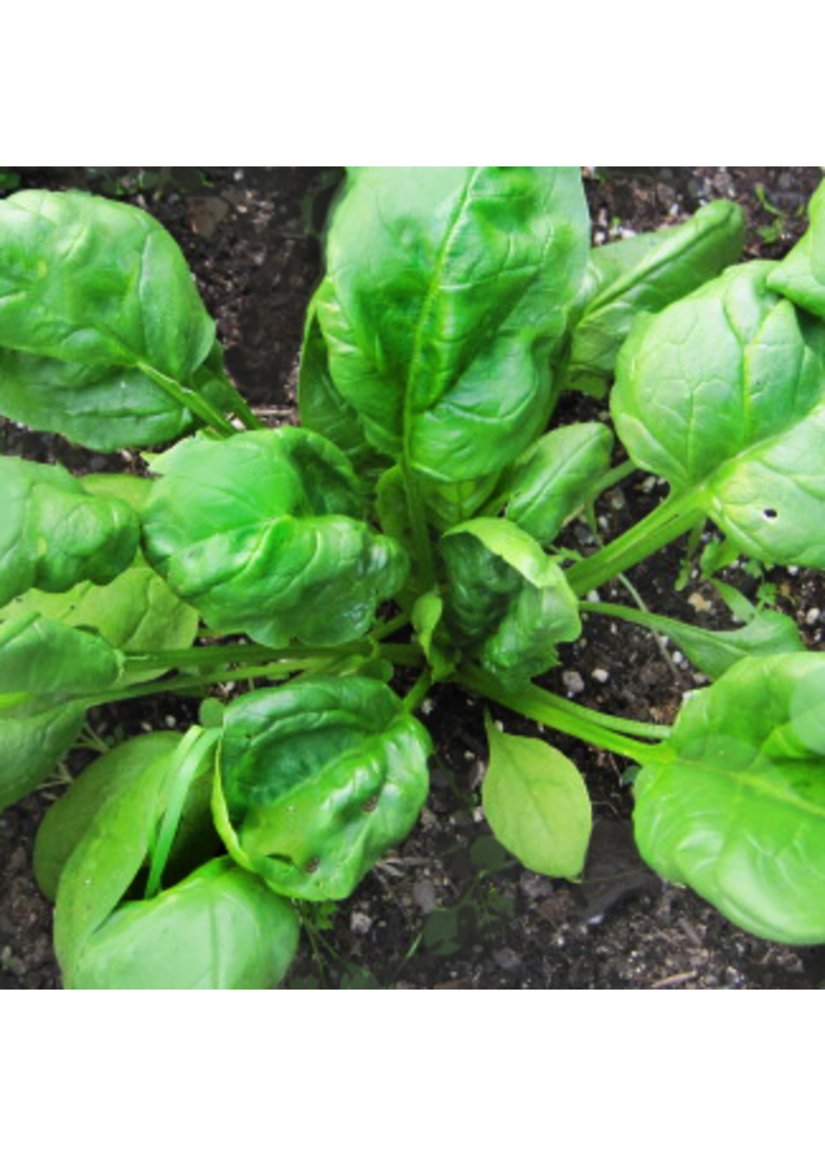 Spinach - Monster of Viroflay - RASA Garden Supply Company