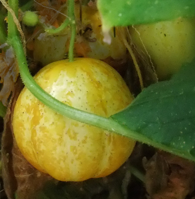 Cucumber - Lemon - RASA Garden Supply Company