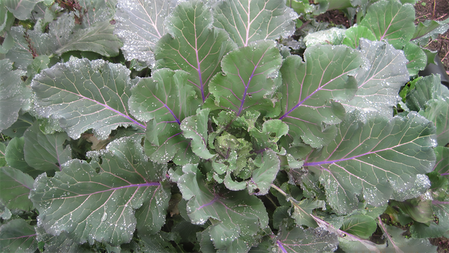 Collards - Old Timey Blue - RASA Garden Supply Company