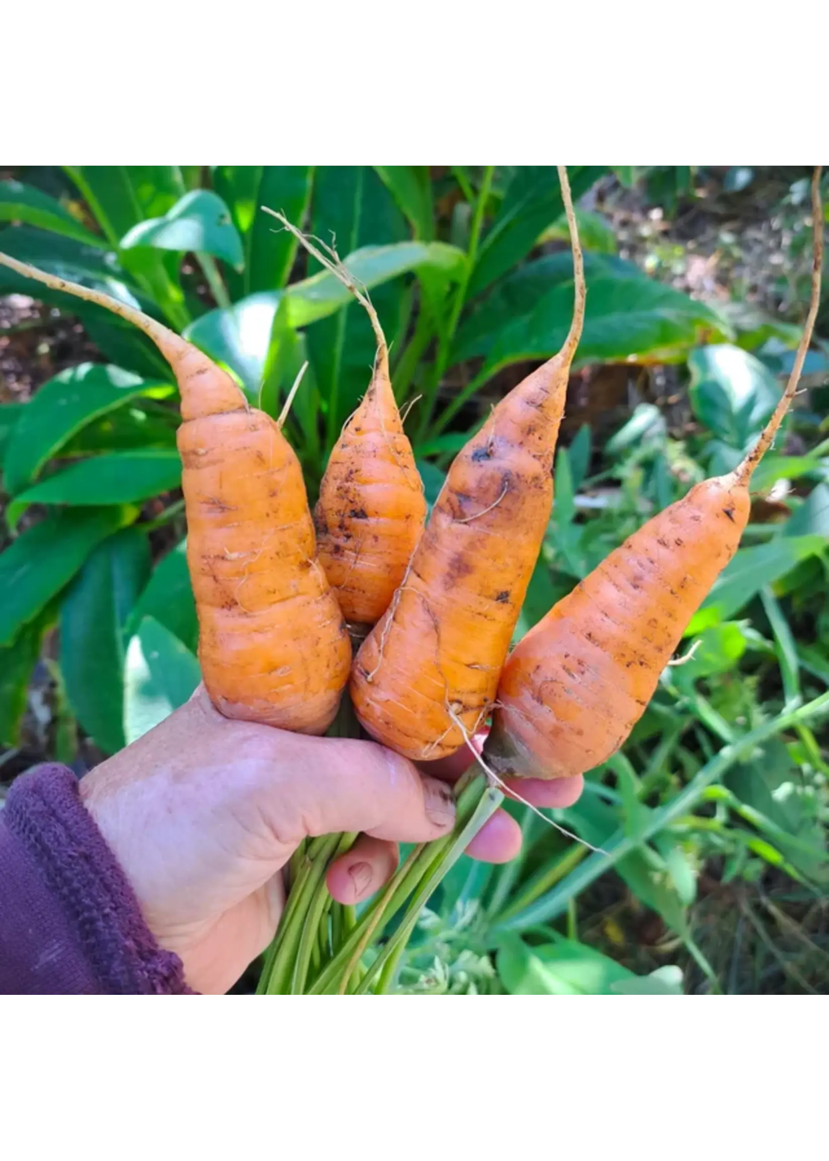 Carrot - Chantenay - RASA Garden Supply Company