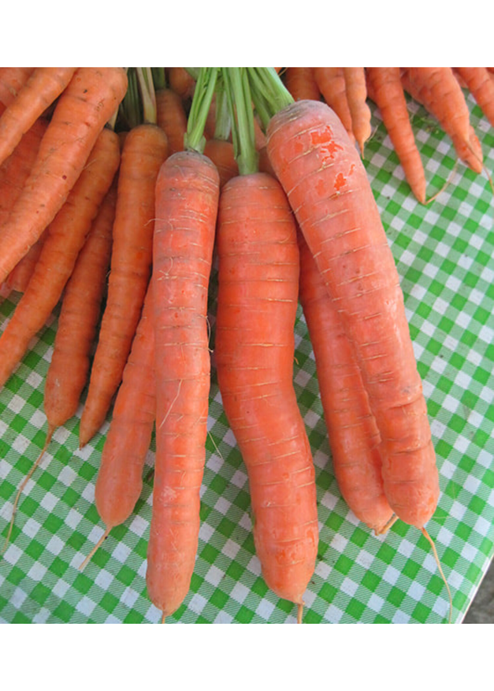 Carrot - Scarlet Nantes - RASA Garden Supply Company
