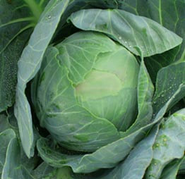 Cabbage - Primo - RASA Garden Supply Company