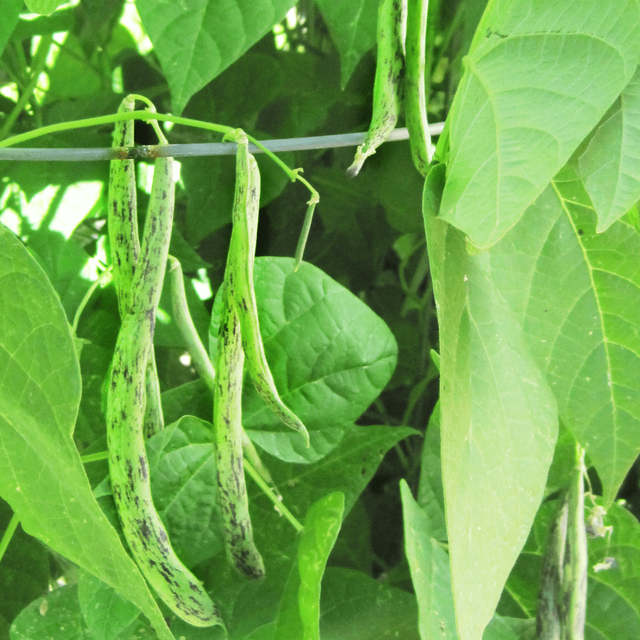 Pole Bean - Rattlesnake - RASA Garden Supply Company