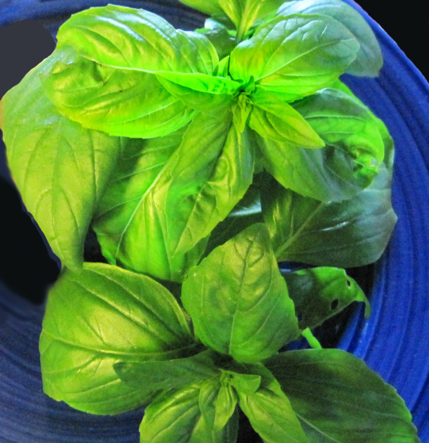 Basil - Sweet Genovese - RASA Garden Supply Company