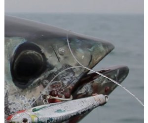 Nomad Riptide Lures - Angler's Choice Tackle