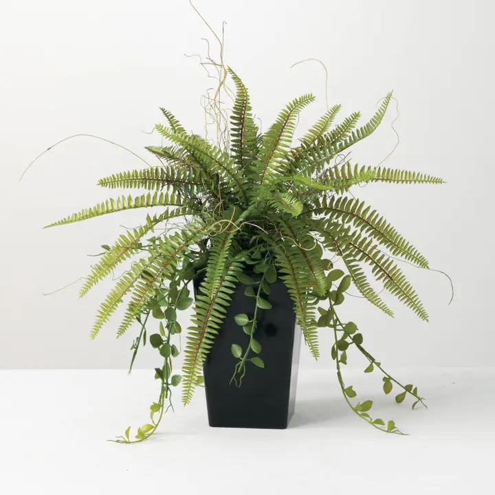 Potted Fern Arrangement - Simply Elegant Boutique