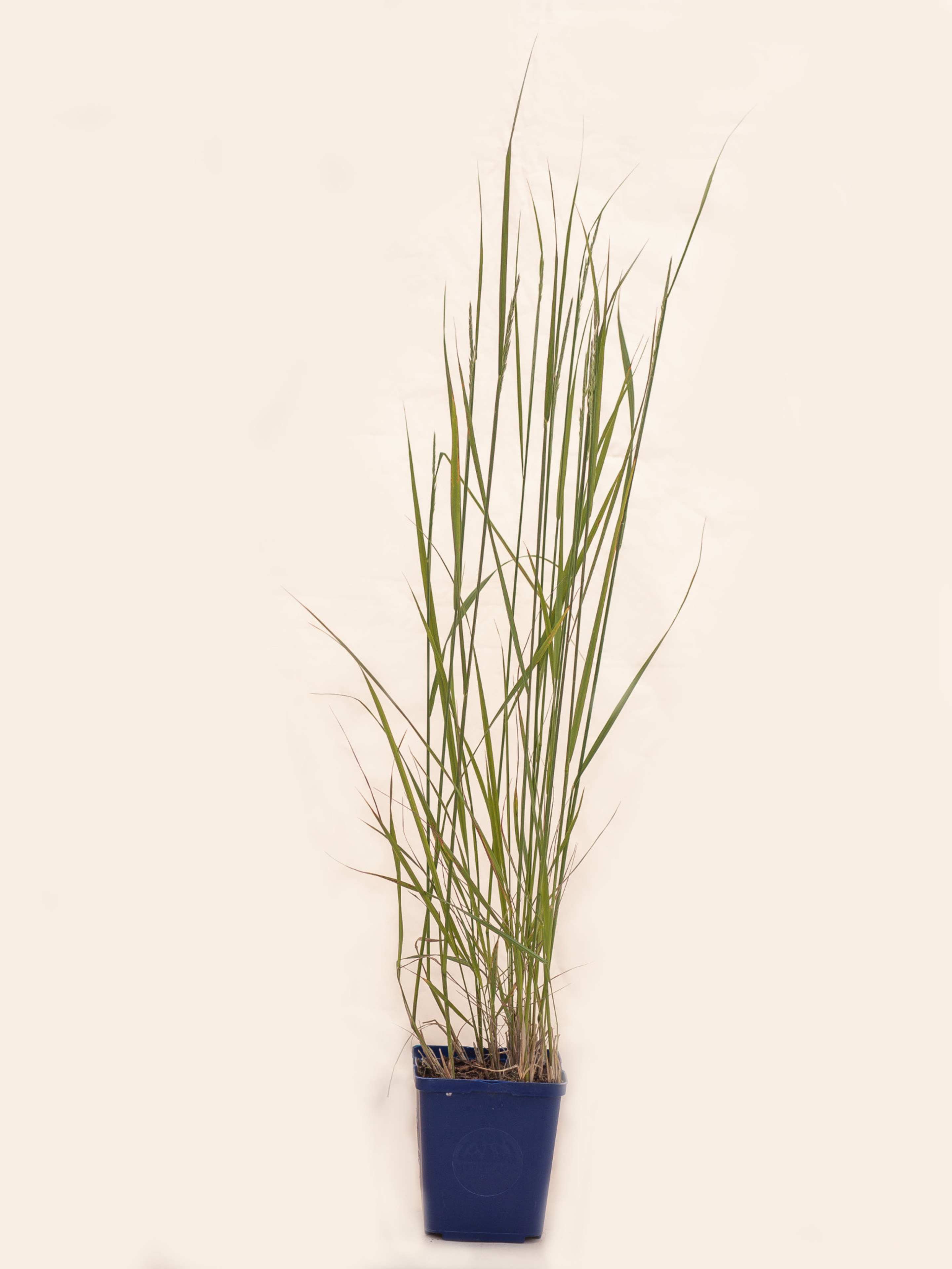 Perennials - Dutch Growers Saskatoon