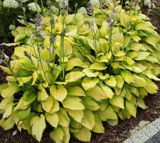 Hosta Gold Standard - Dutch Growers Saskatoon