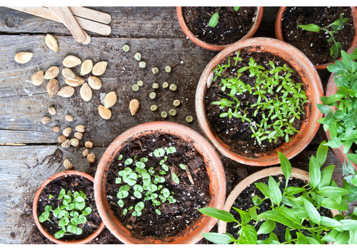 Dutch Growers - Dutch Growers