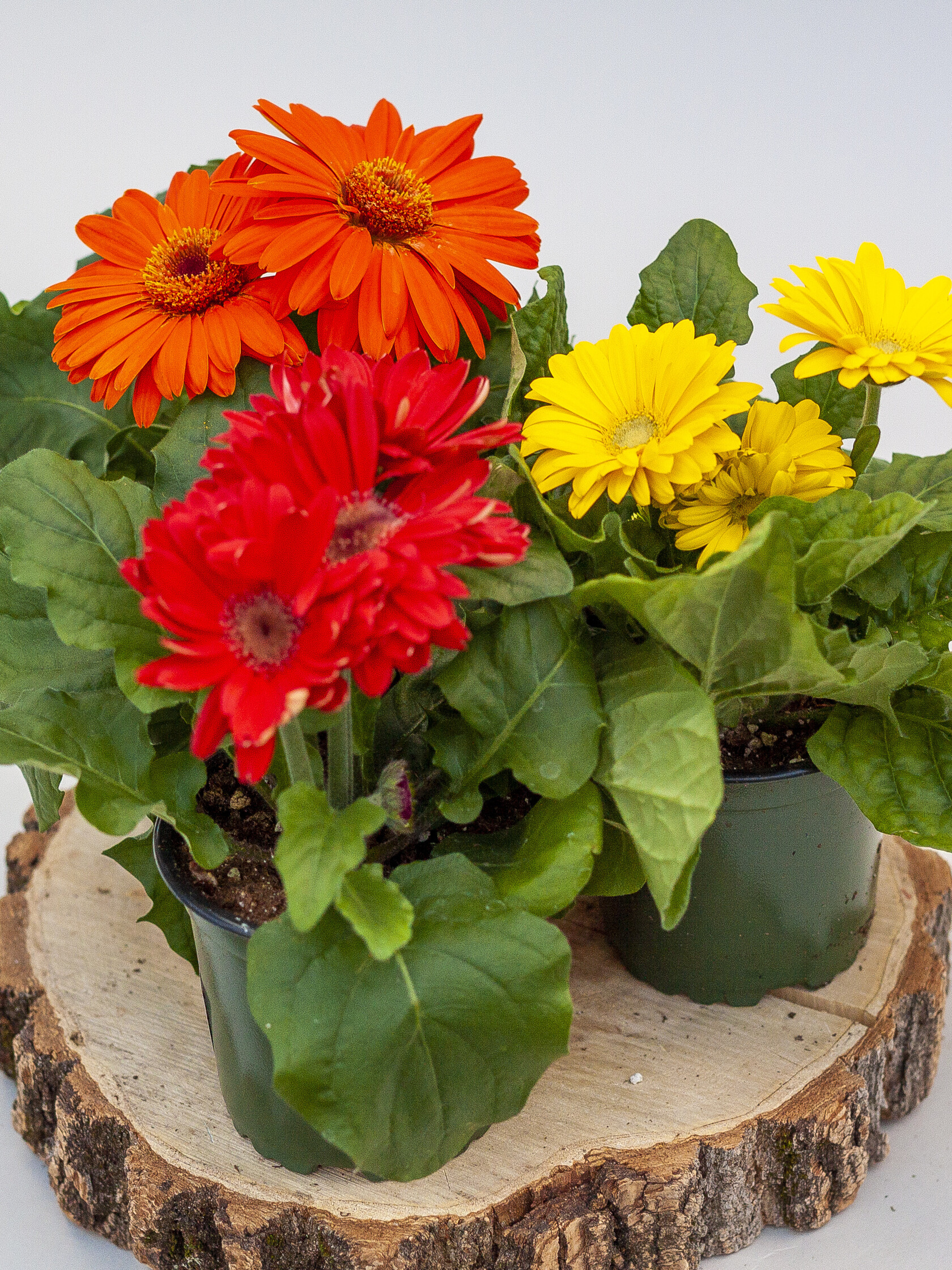 Annuals - Dutch Growers Saskatoon