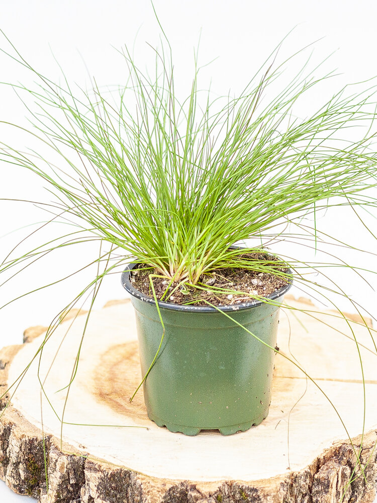 Annuals - Dutch Growers Saskatoon