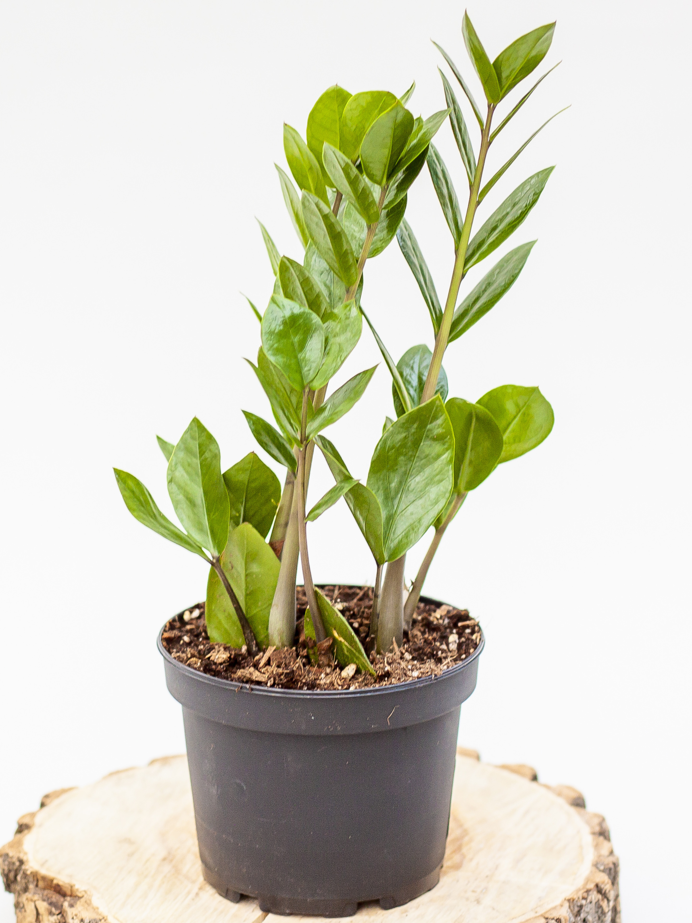 Indoor Plants | Plants & Pots | Dutch Growers Saskatoon - Dutch Growers ...