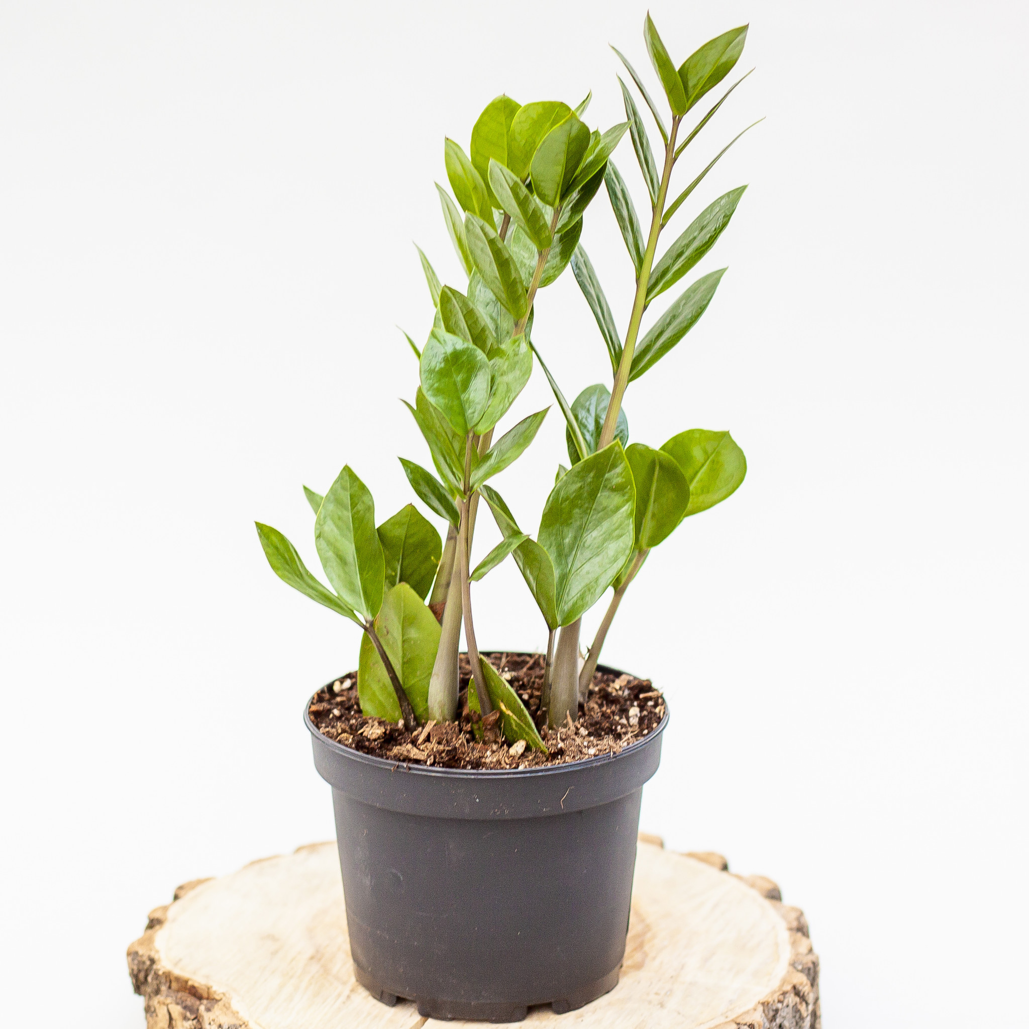 Indoor Plants | Plants & Pots | Dutch Growers Saskatoon - Dutch Growers ...