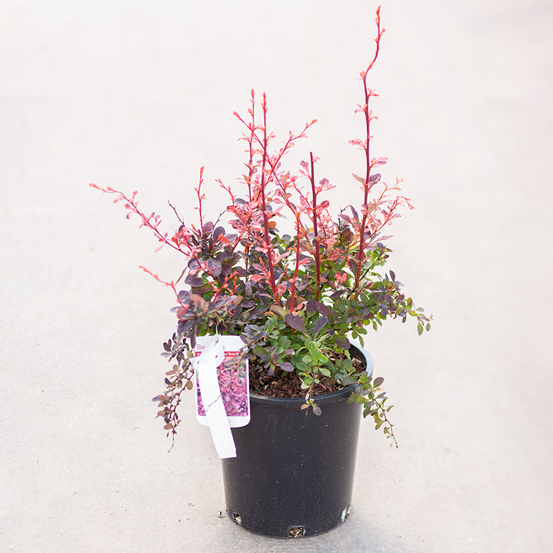 Barberry Rose Glow - Dutch Growers Saskatoon