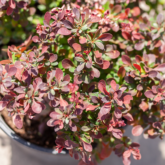 Barberry Royal Burgundy - Dutch Growers Saskatoon