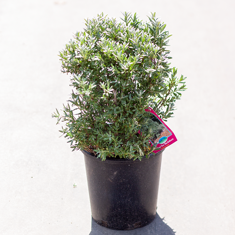 Buckthorn Hikul Sea - Dutch Growers Saskatoon