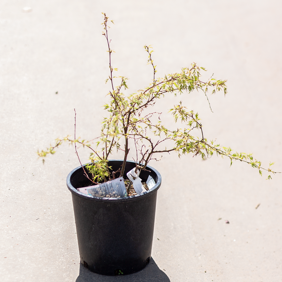 Birch Trost's Cutleaf Dwarf - Dutch Growers Saskatoon
