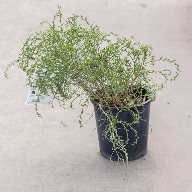 Genista Dwarf Broom - Dutch Growers Saskatoon