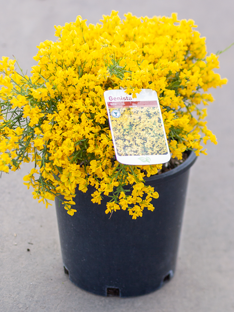 Genista Lydia Broom - Dutch Growers Saskatoon
