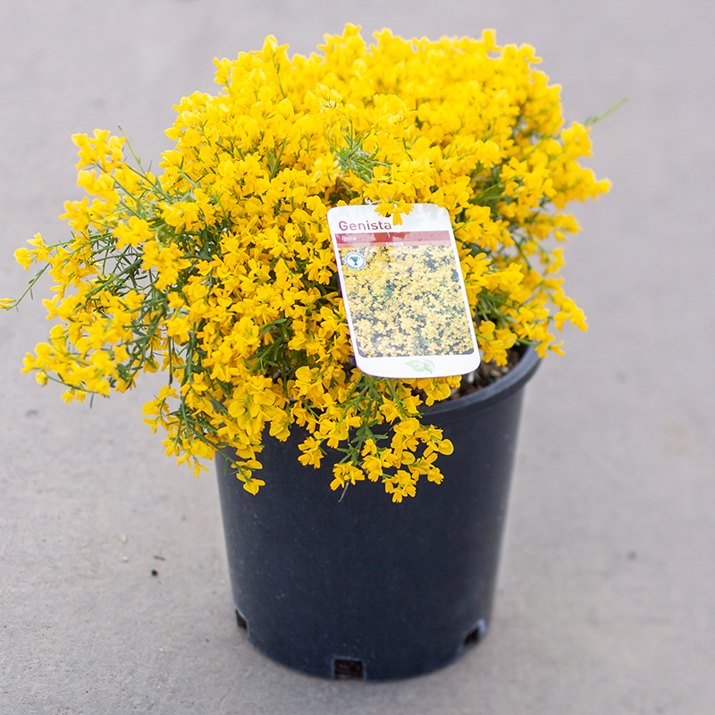 Genista Lydia Broom - Dutch Growers Saskatoon