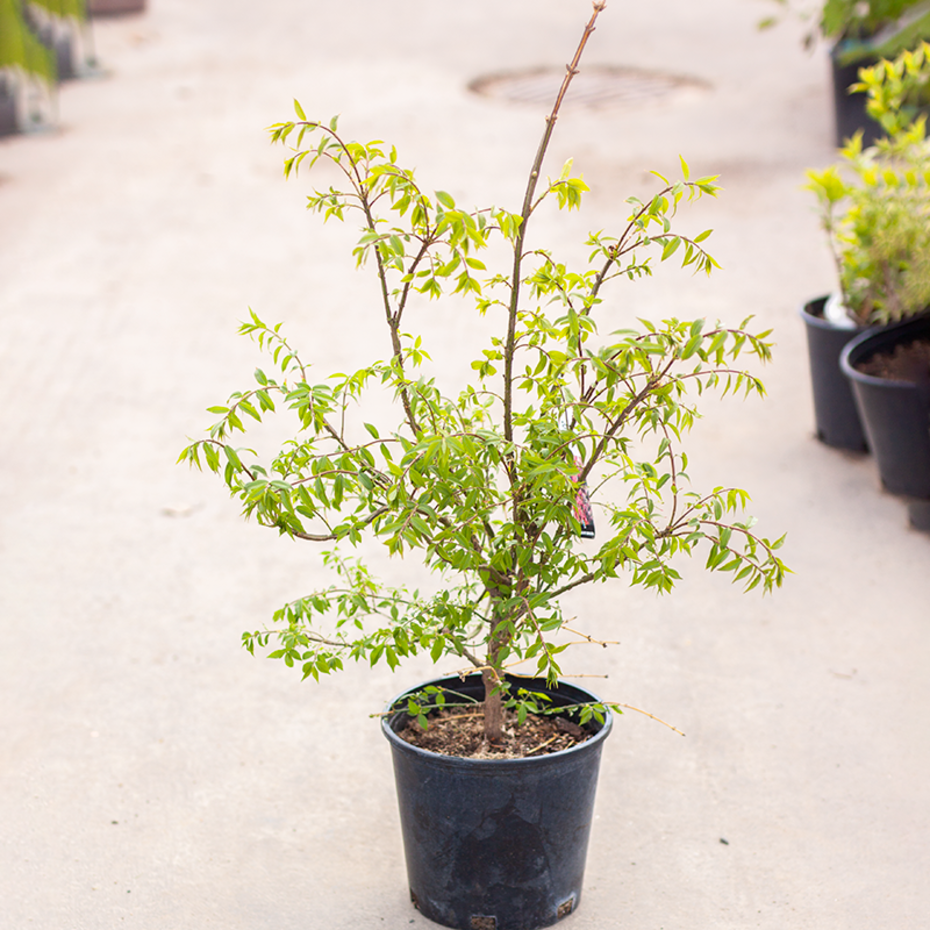 Burning Bush Chicago Fire - Dutch Growers Saskatoon