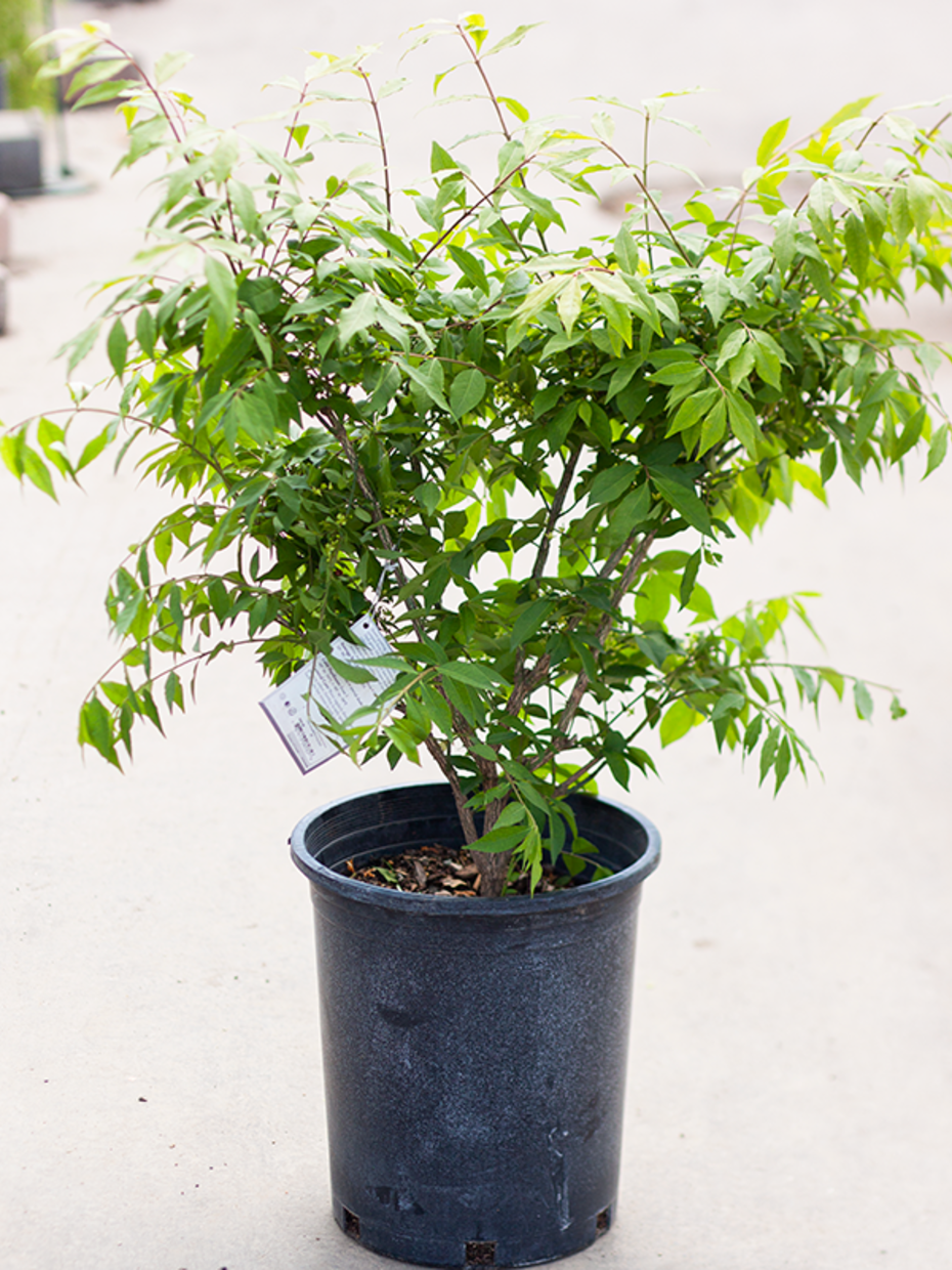 Burning Bush Little Moses - Dutch Growers Saskatoon