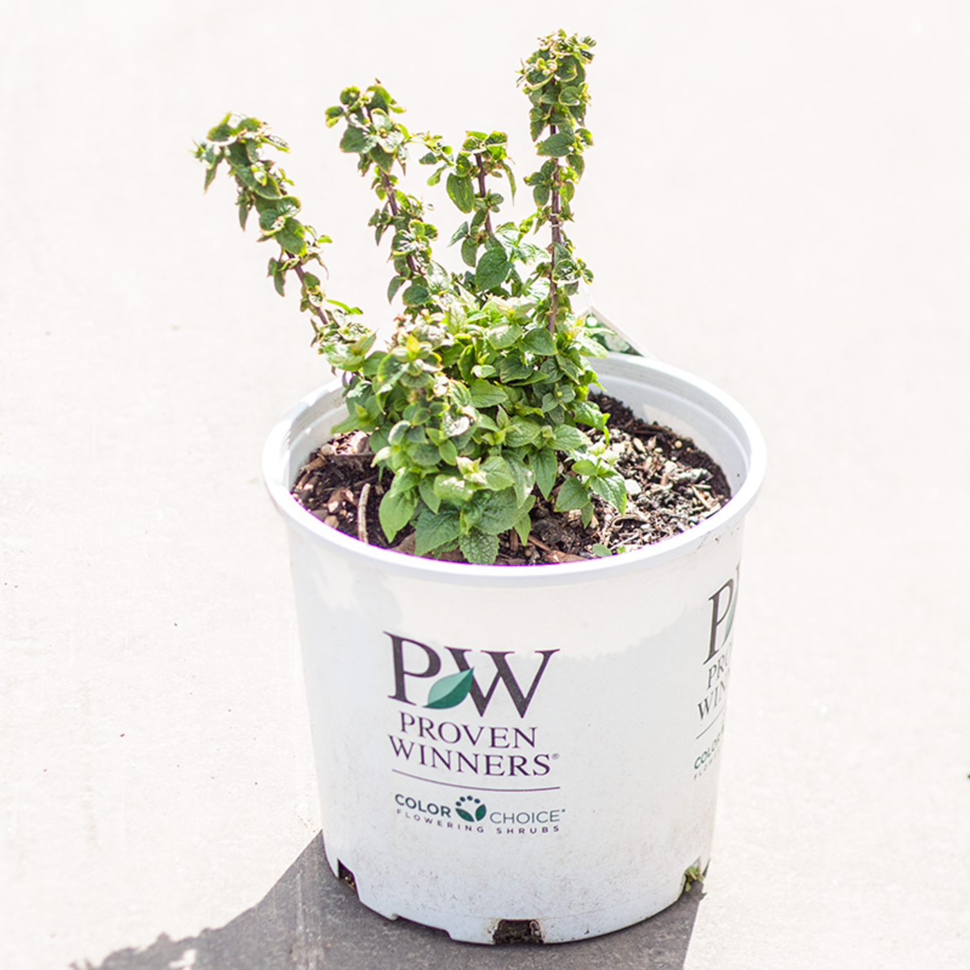 Mockorange Illuminati Tiny Tower 2gal - Dutch Growers Saskatoon