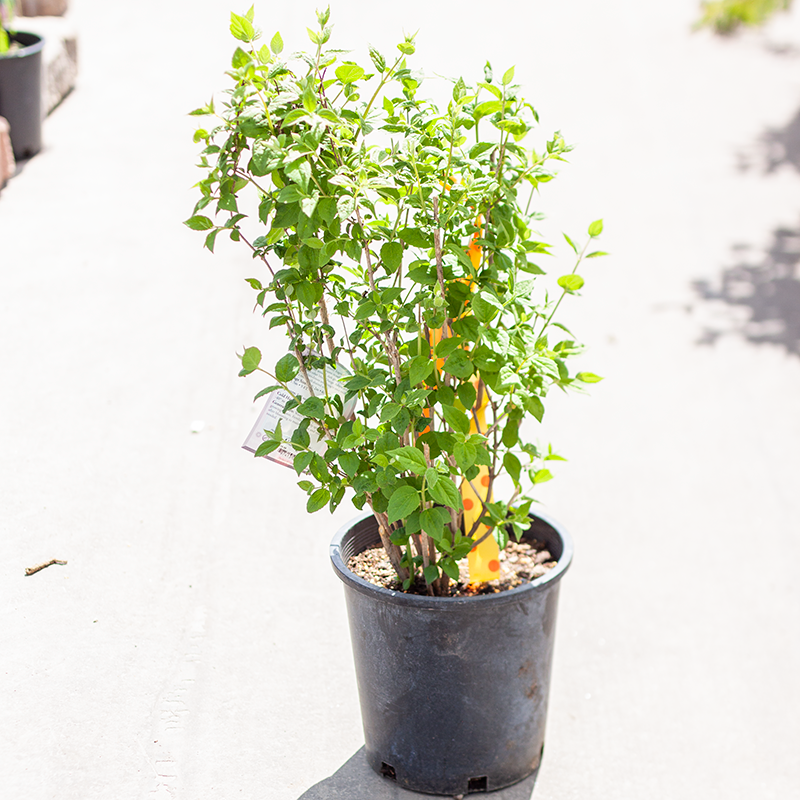 Mockorange Minnesota Snowflake - Dutch Growers Saskatoon