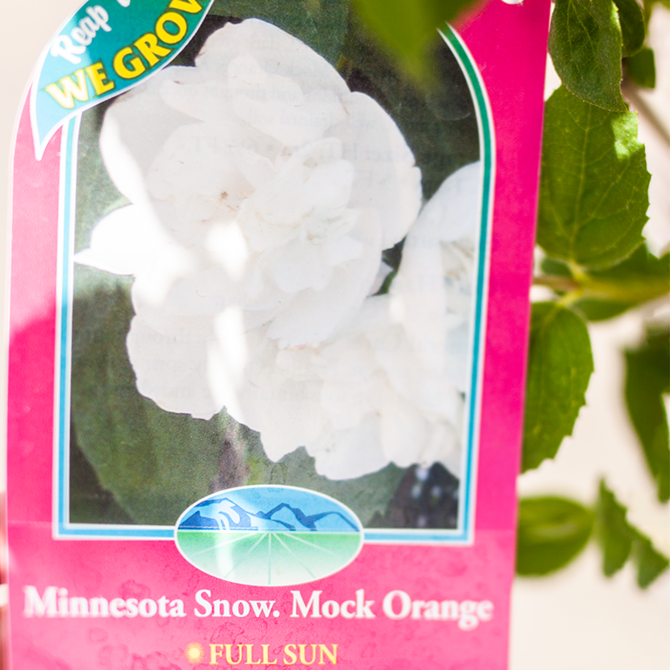 Mockorange Minnesota Snowflake - Dutch Growers Saskatoon