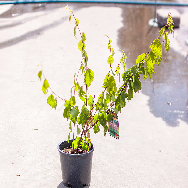 Plum Double Flowering - Dutch Growers Saskatoon