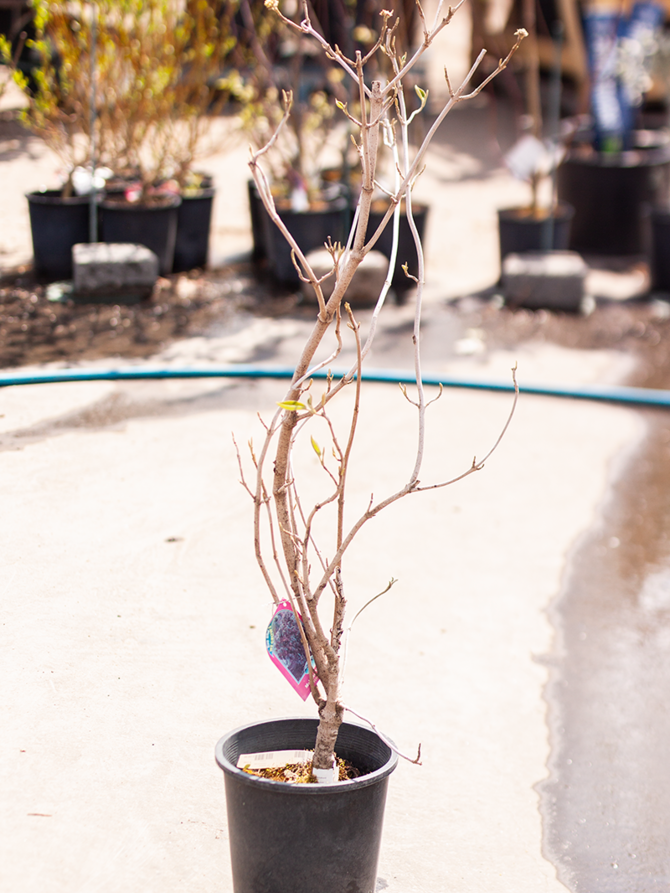 Wayfaring Tree Mohican - Dutch Growers Saskatoon