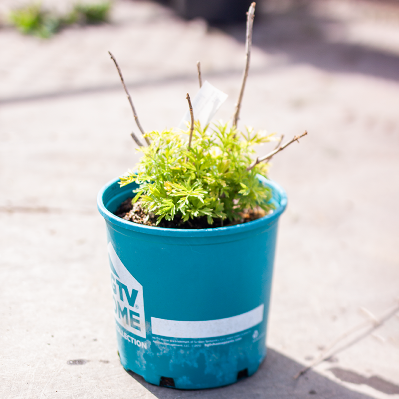 Elder Golden Tower HGTV - Dutch Growers Saskatoon