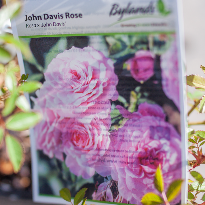 Rose John Davis - Dutch Growers Saskatoon