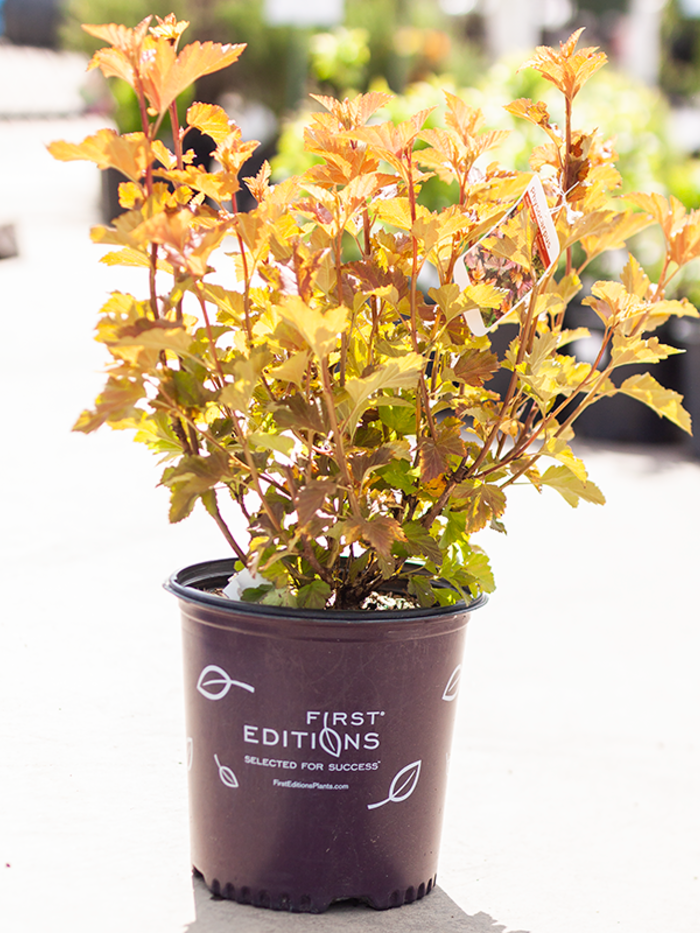 Ninebark Amber Jubilee - Dutch Growers Saskatoon