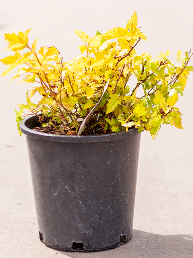 Ninebark Lemon Candy - Dutch Growers Saskatoon