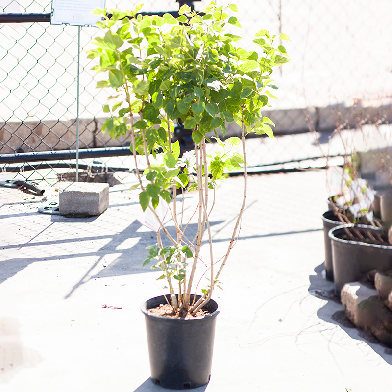 Lilac Bron Improved Dappled 2gal - Dutch Growers Saskatoon