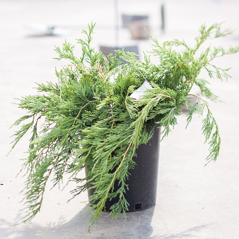 Juniper Hughes - Dutch Growers Saskatoon