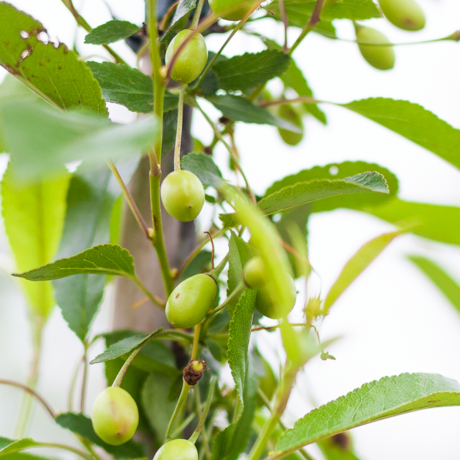 Cherry Cupid TF 5gal - Dutch Growers Saskatoon