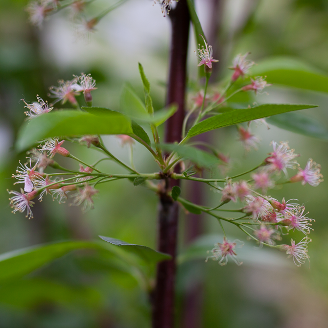 Cherry Ming - Dutch Growers Saskatoon