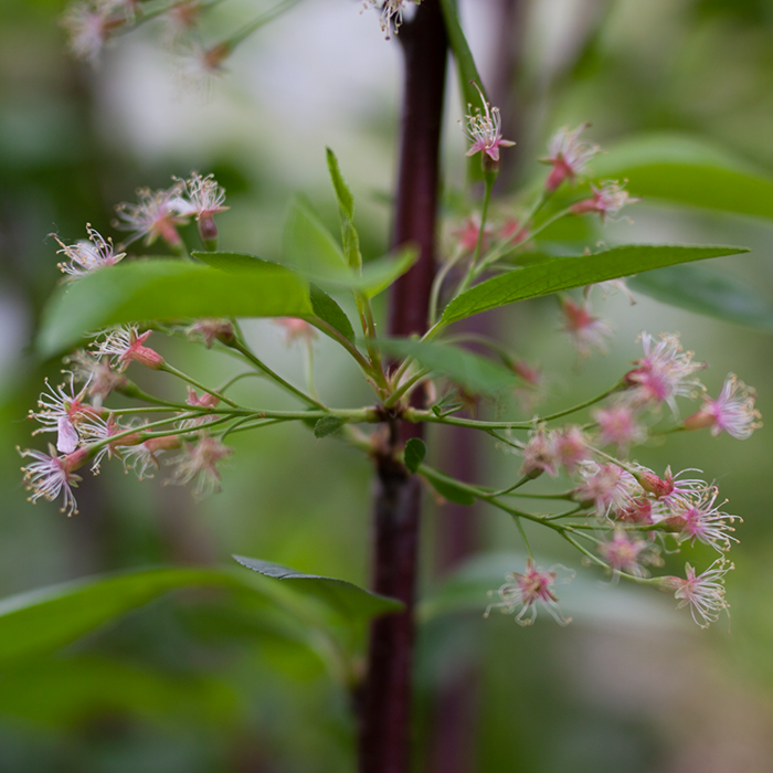 Cherry Ming - Dutch Growers Saskatoon