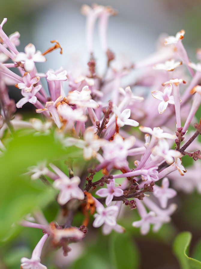 Lilac Tinkerbelle - Dutch Growers Saskatoon